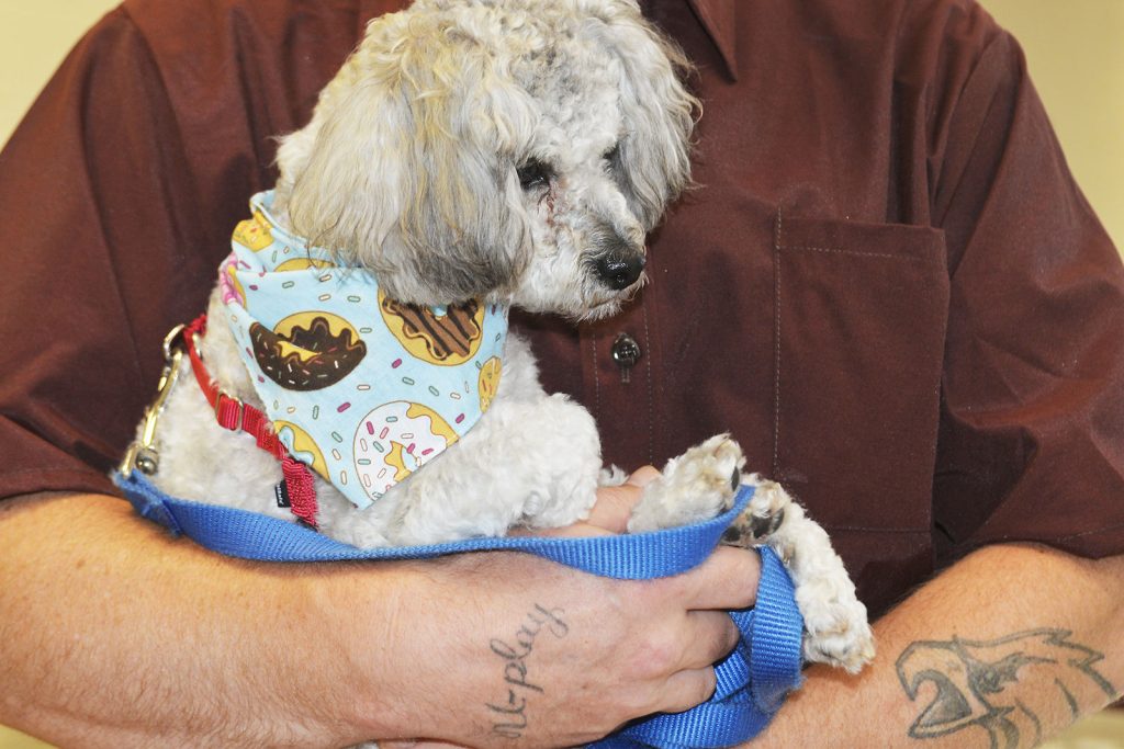SCI-Fayette inmates train dog for woman whose pets died in fire ...